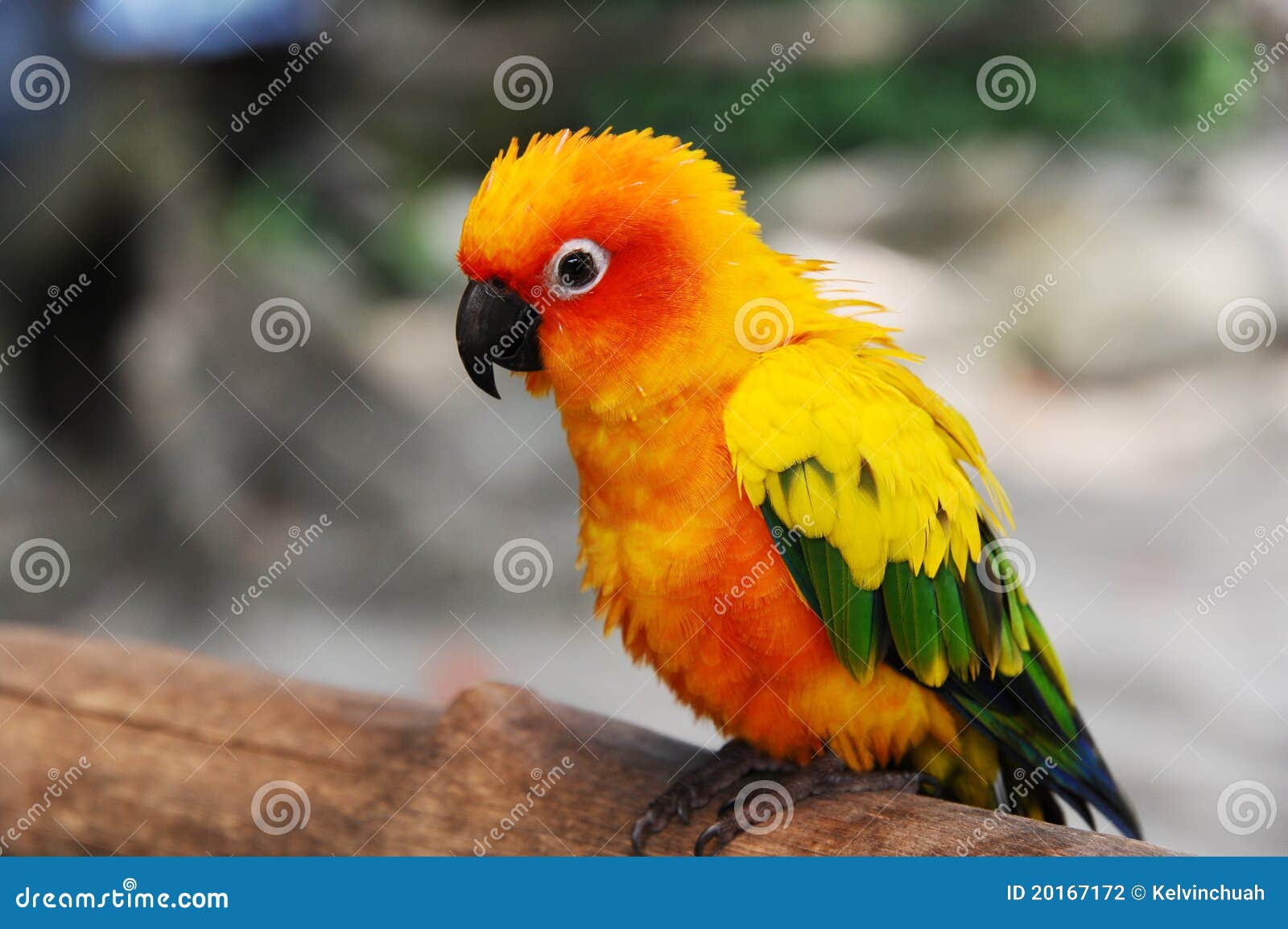 Robin bird stock photo. Image of birdwatching, feather - 20167172
