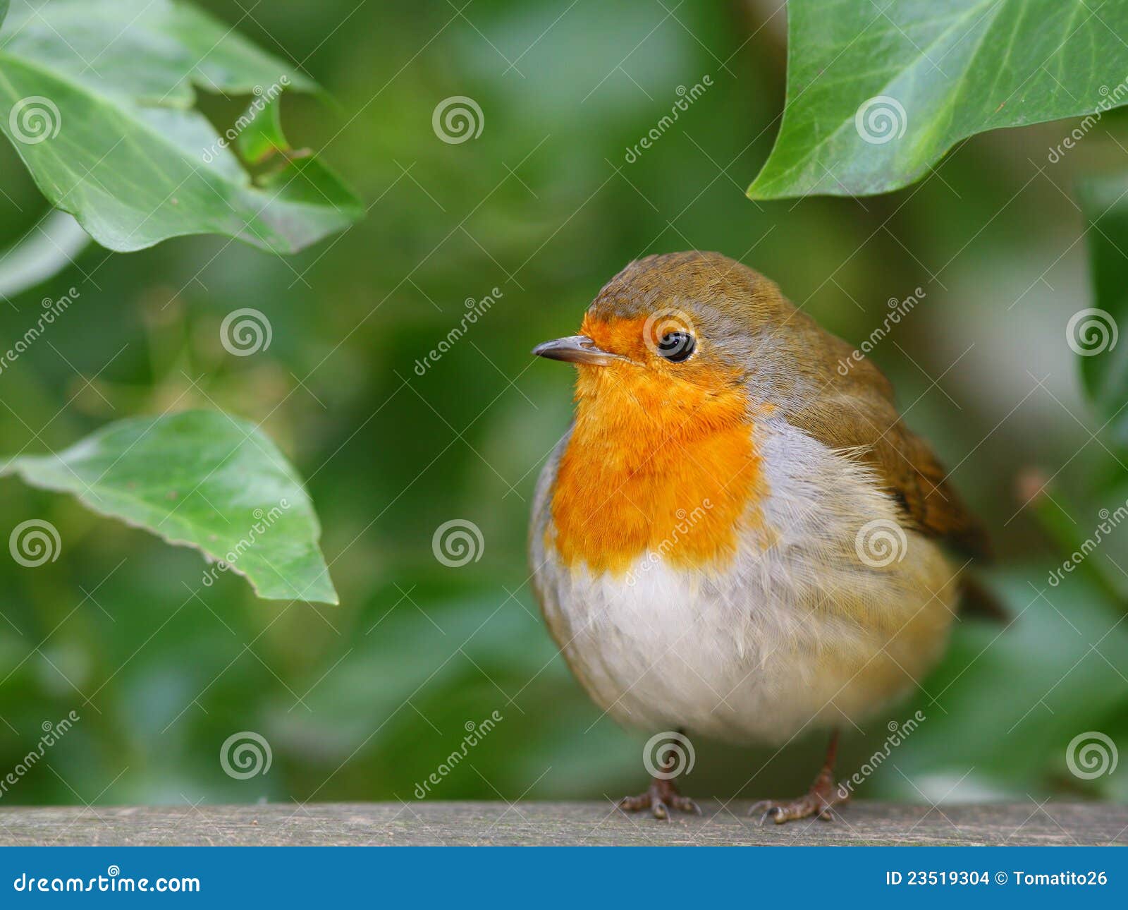 Robin bird stock photo. Image of chest, beauty, birdbeautiful - 23519304