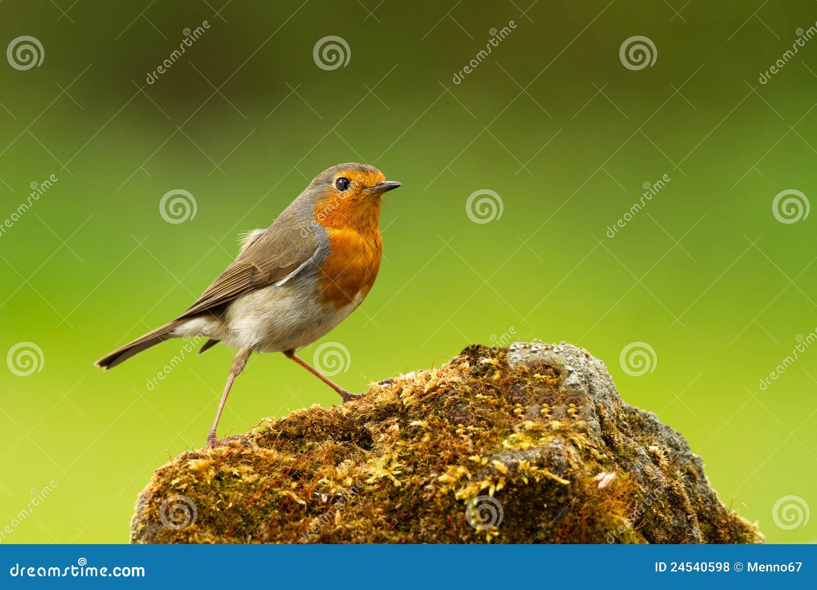 Robin bird stock photo. Image of branch, wildlife, wing - 24540598