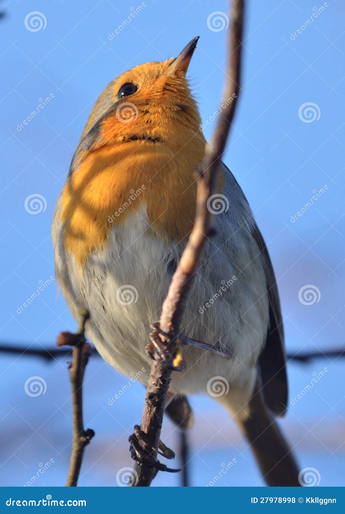ROBIN BIRD stock photo. Image of wings, birds, colourfull - 27978998