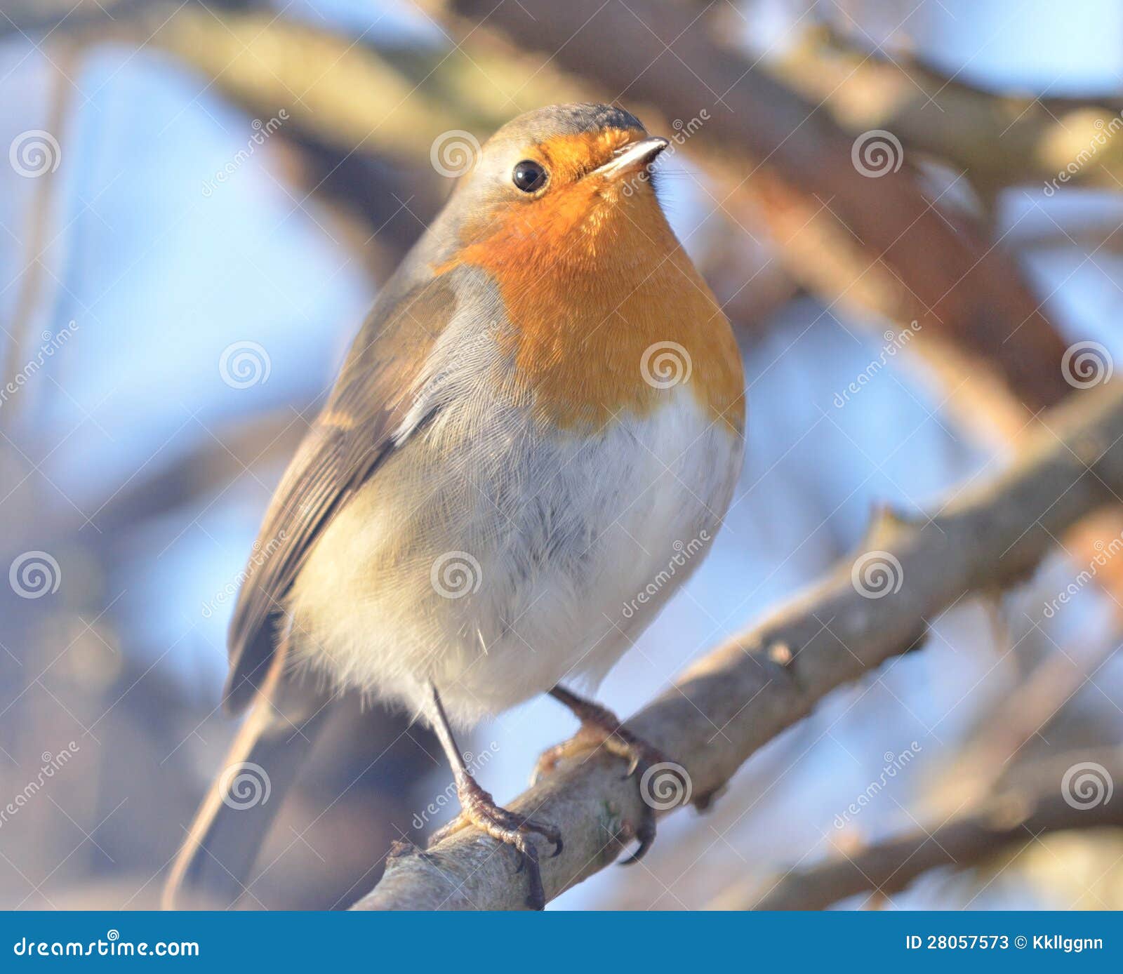ROBIN BIRD in denmark stock image. Image of feather, bird - 28057573