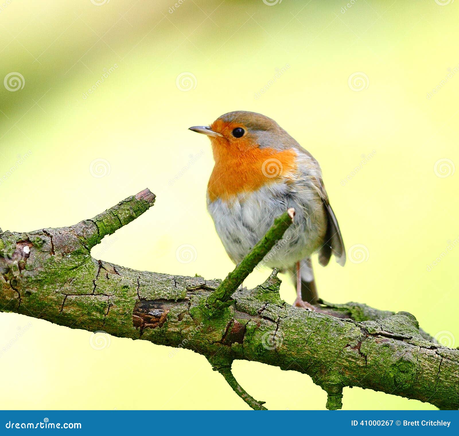 Robin Bird stockbild. Bild von bunt, baum, vogel, breasted - 41000267