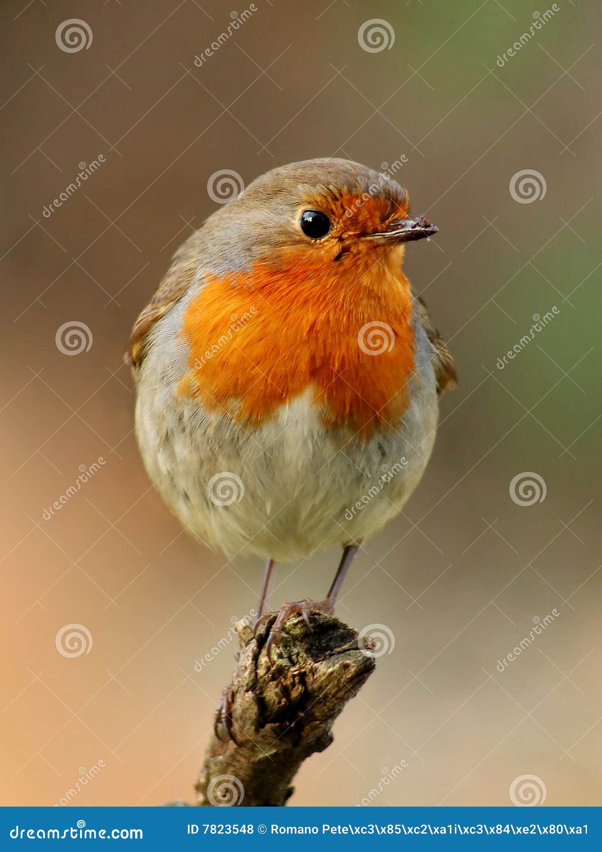 Robin Bird Royalty Free Stock Photos - Image: 7823548