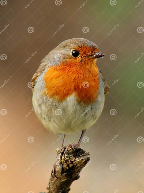 Robin bird stock photo. Image of outdoor, wildlife, nature - 7823548