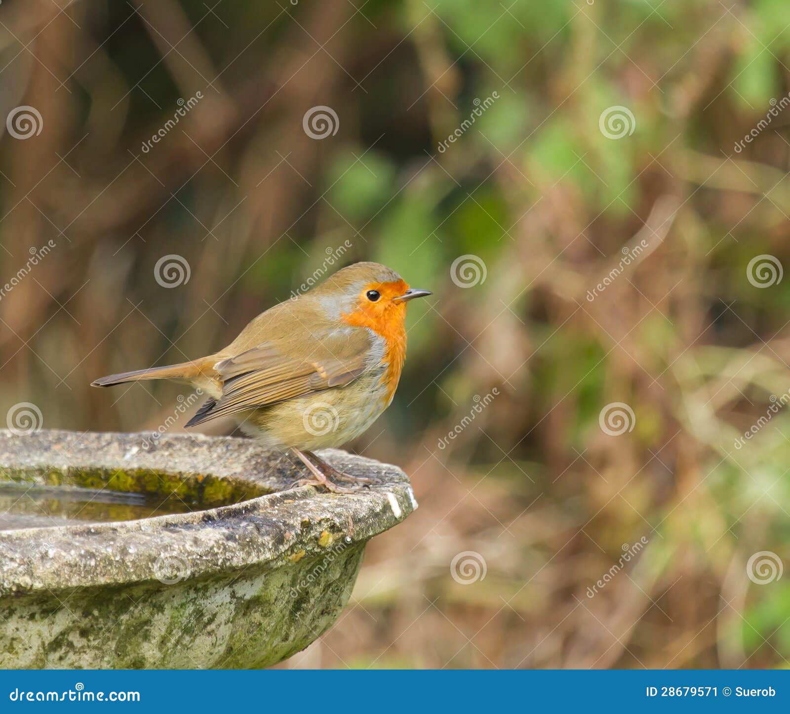 Robin on Bird Bath stock image. Image of festive, rubecula - 28679571