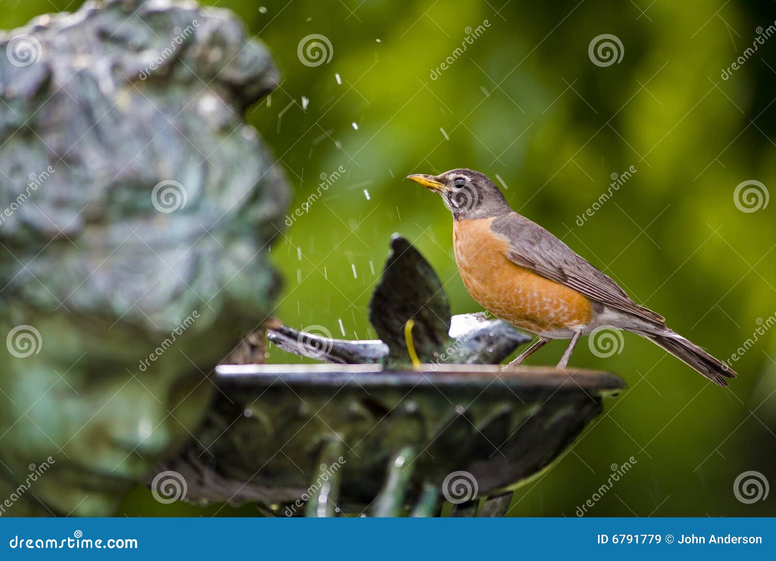 Robin in bird bath stock image. Image of gardens, conservatory - 6791779