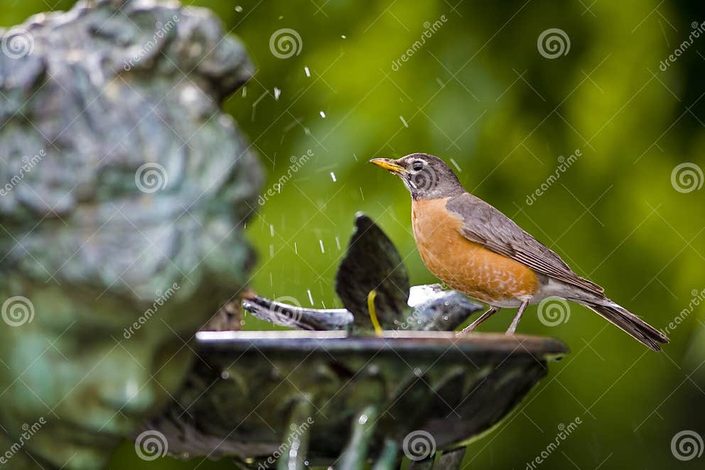 Robin in bird bath stock image. Image of gardens, conservatory - 6791779