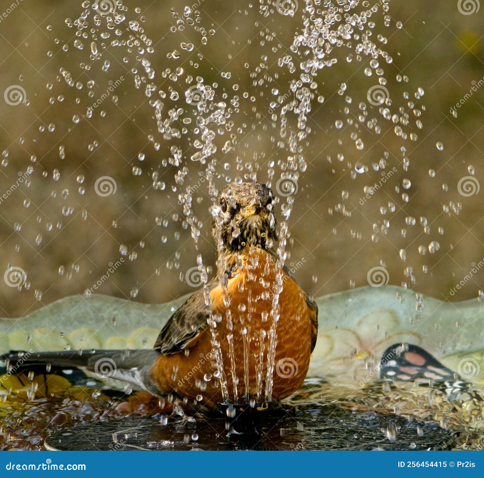 Robin in the Bird Bath with Fountain Stock Image - Image of clean ...