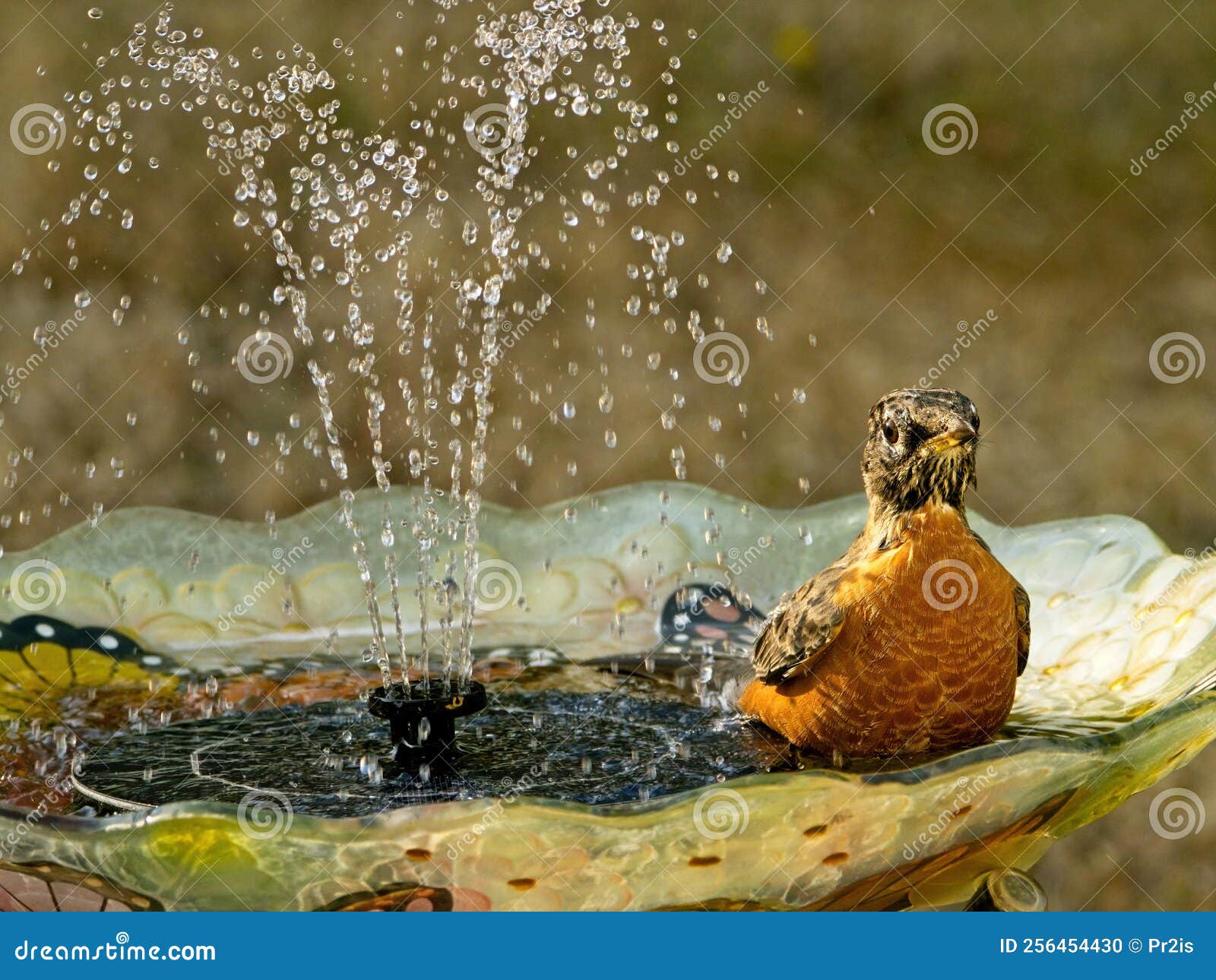 Robin in the Bird Bath with Fountain Stock Photo - Image of bird ...