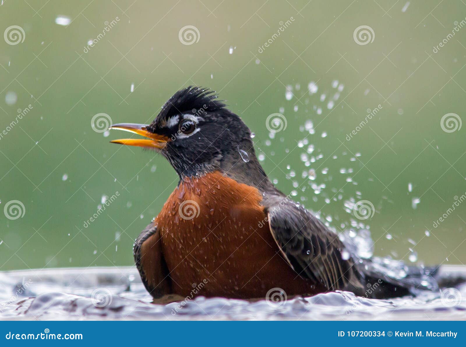 Robin in bird bath stock photo. Image of songbird, avian - 107200334