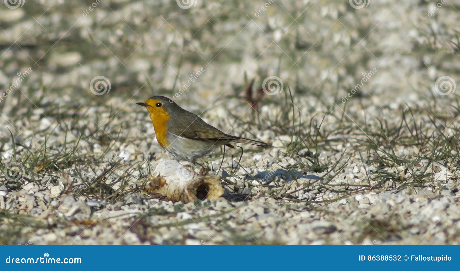 Robin bird stock photo. Image of wild, bird, ornitology - 86388532