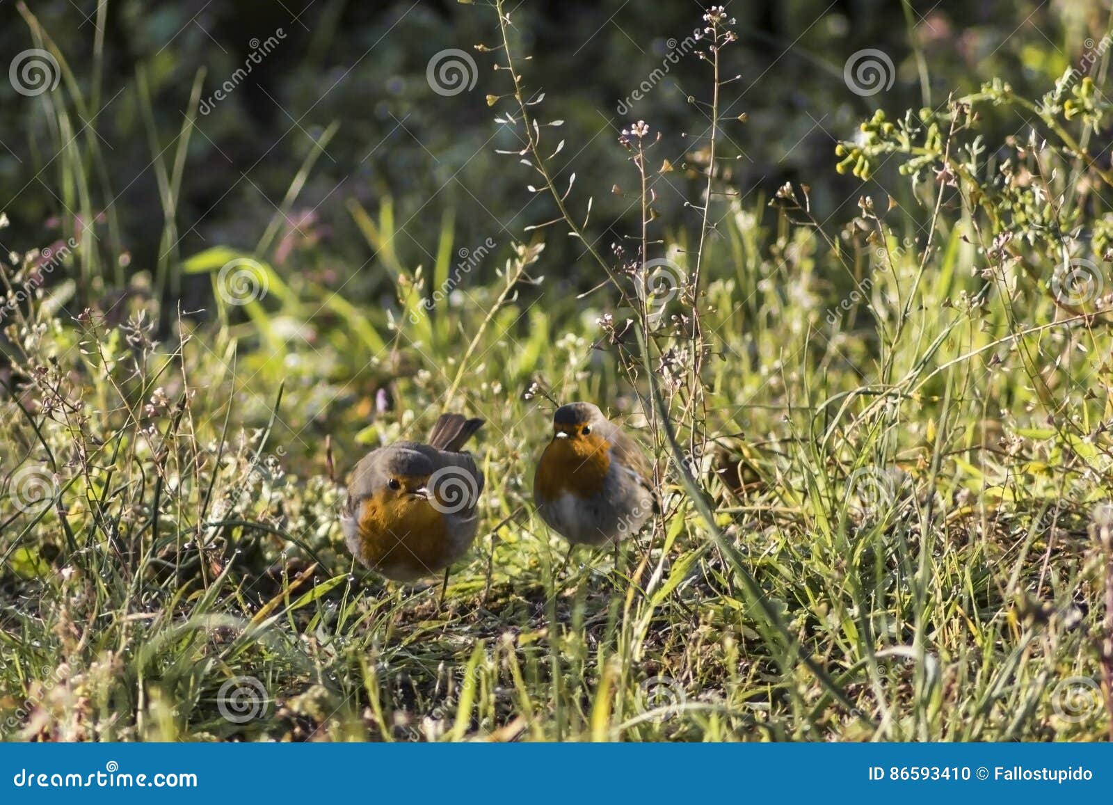 Robin bird stock photo. Image of watching, meadow, bird - 86593410