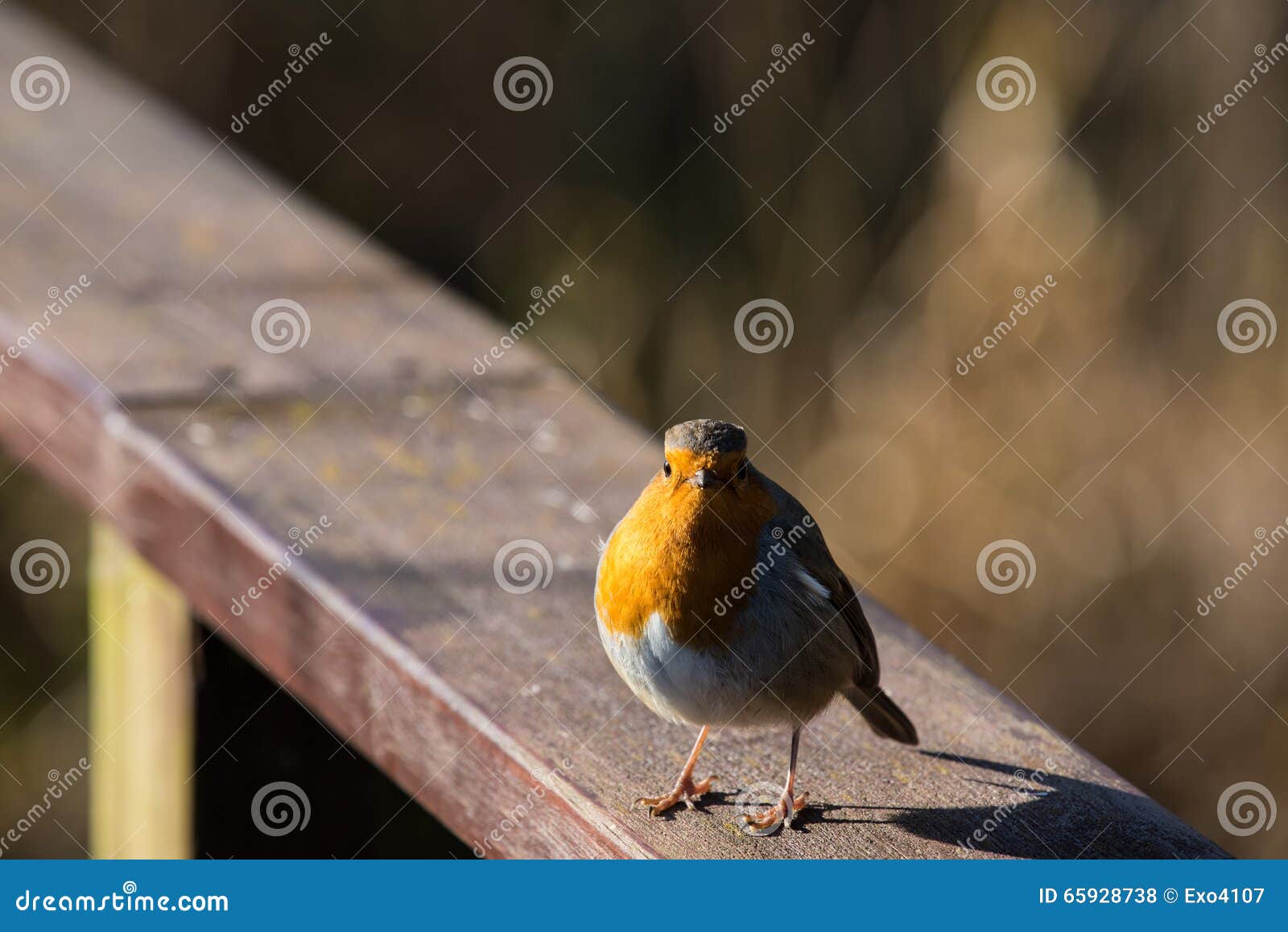 Robin bird stock photo. Image of rspb, face, outdoor - 65928738