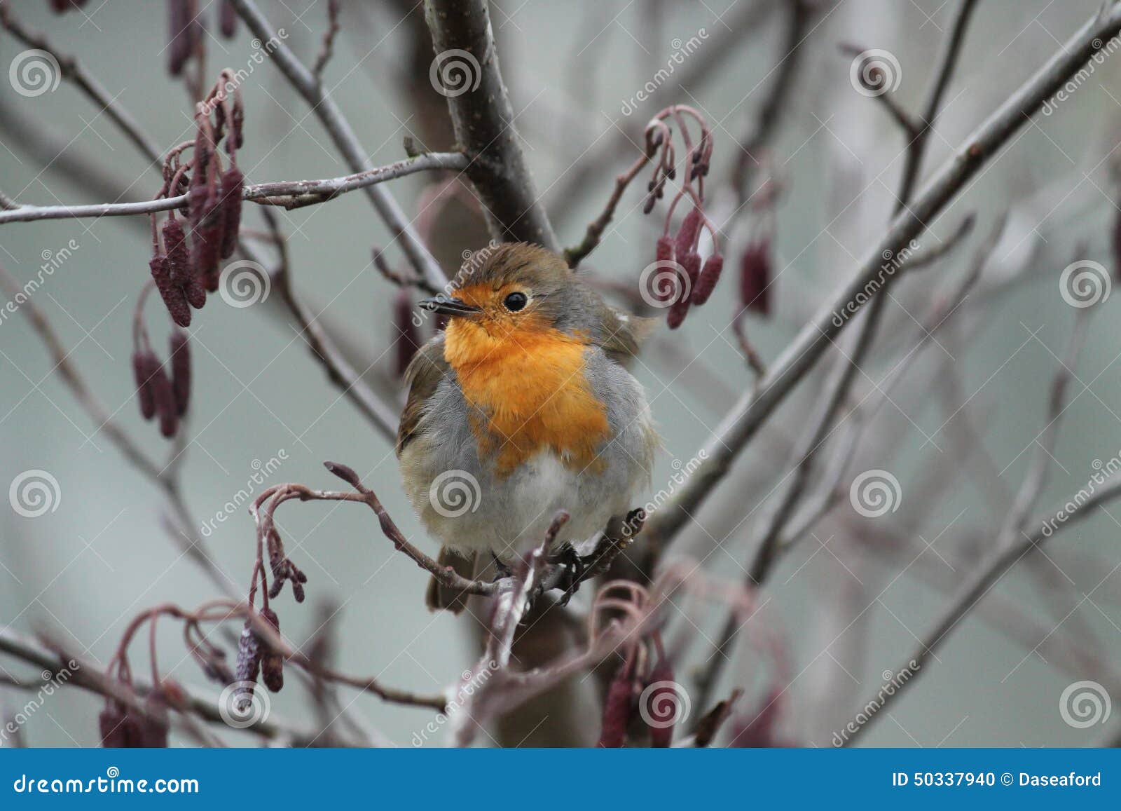 Robin Bird. stock photo. Image of redbreast, branch, bird - 50337940