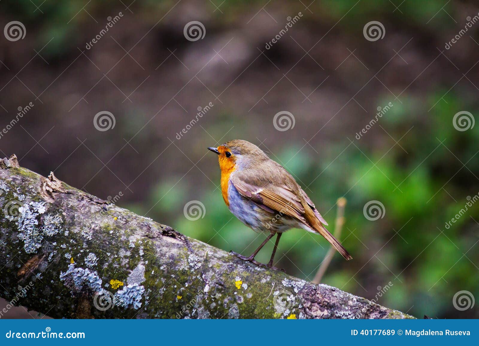 Robin bird stock image. Image of wild, colourfull, look - 40177689
