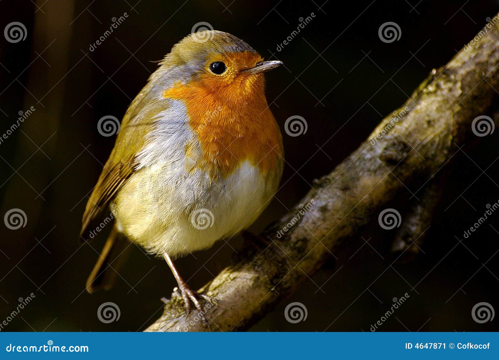 Robin bird on a branch stock image. Image of feathered - 4647871