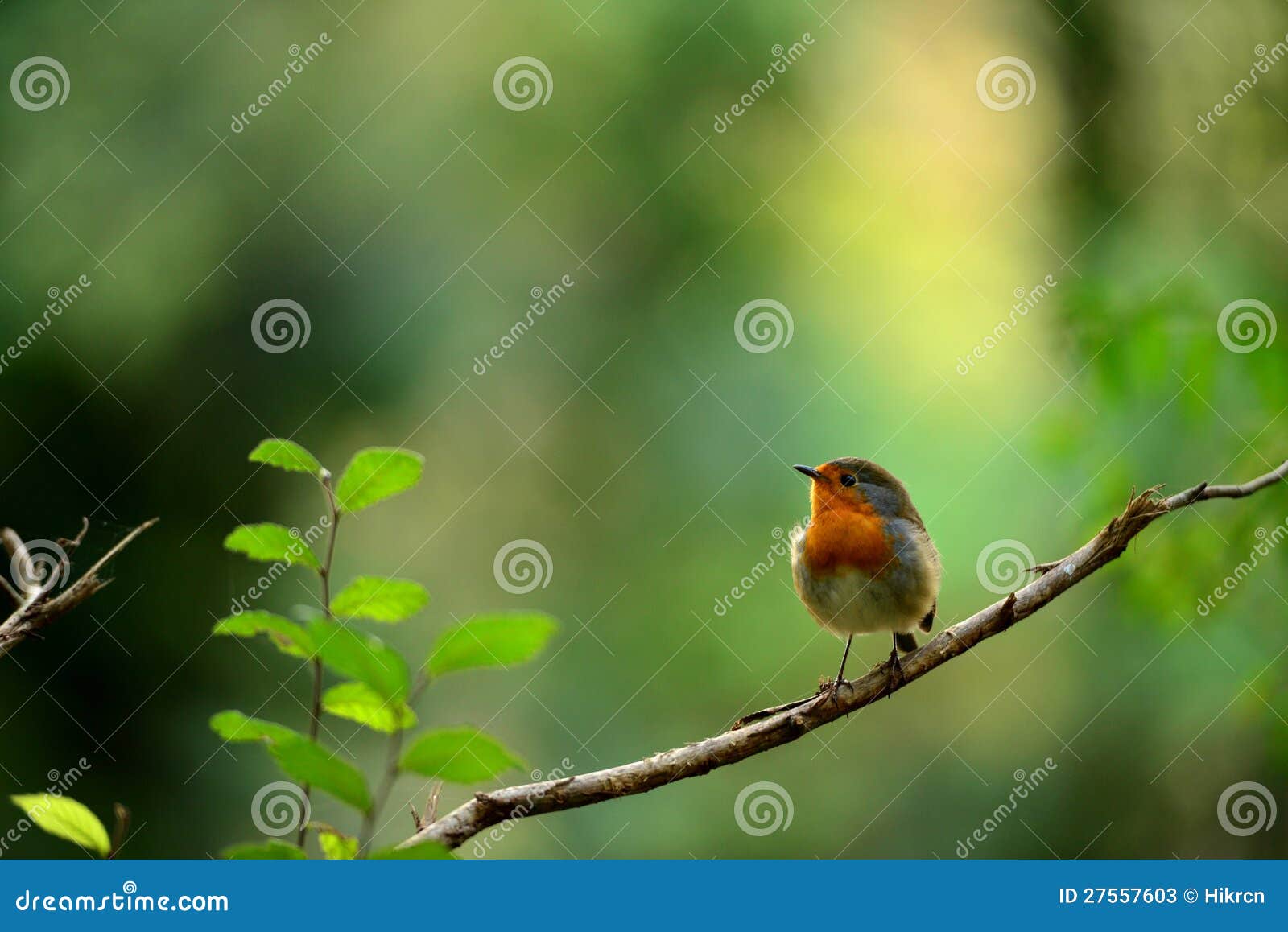 Robin bird on branch dry stock image. Image of close - 27557603