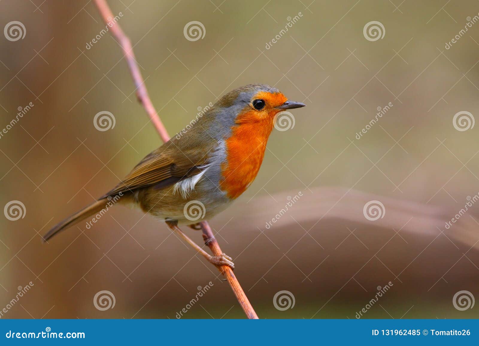 Robin bird on branch stock image. Image of side, closeup - 131962485