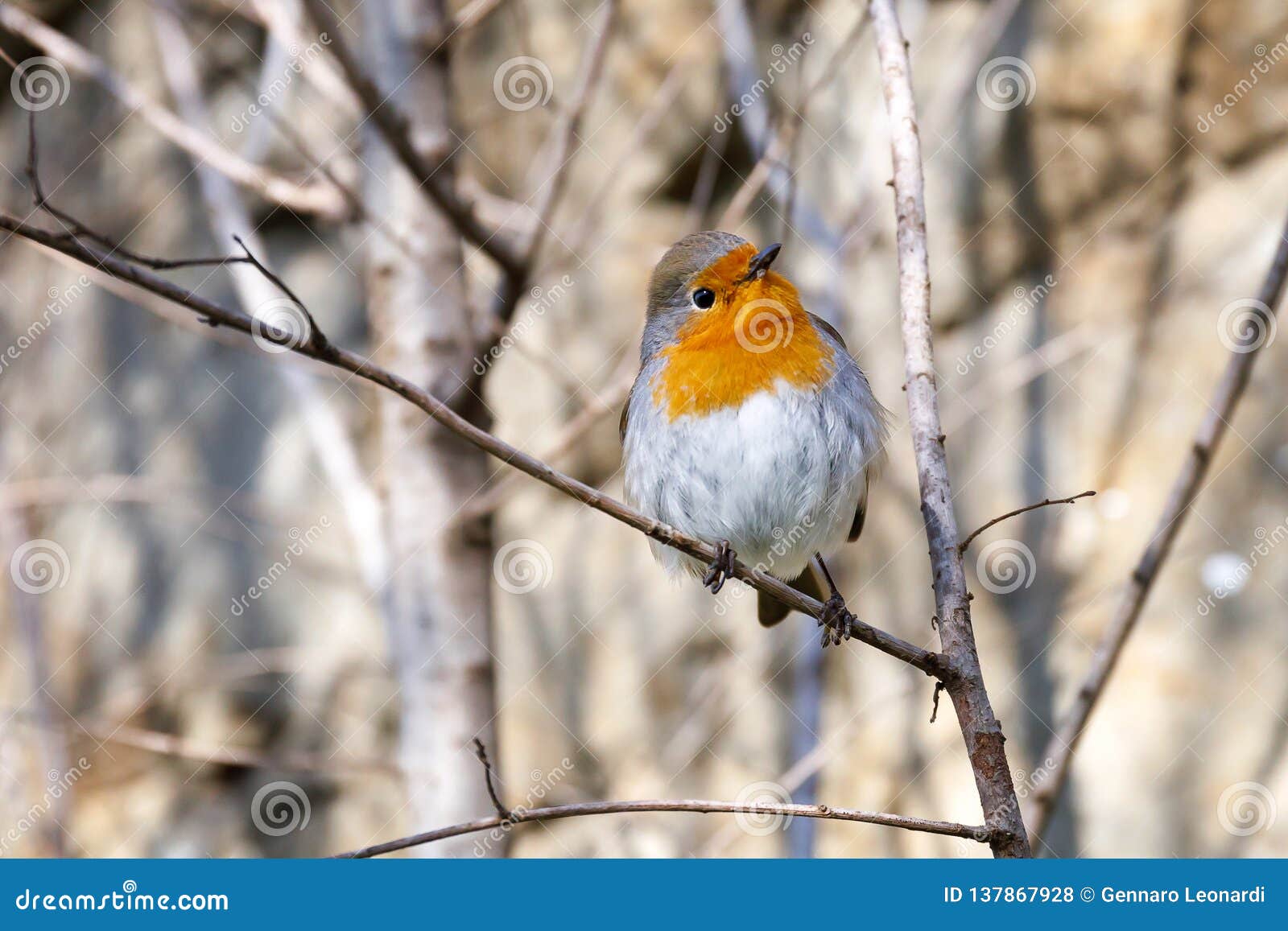 Robin, Bird in the Branches Stock Photo - Image of branches, garden ...