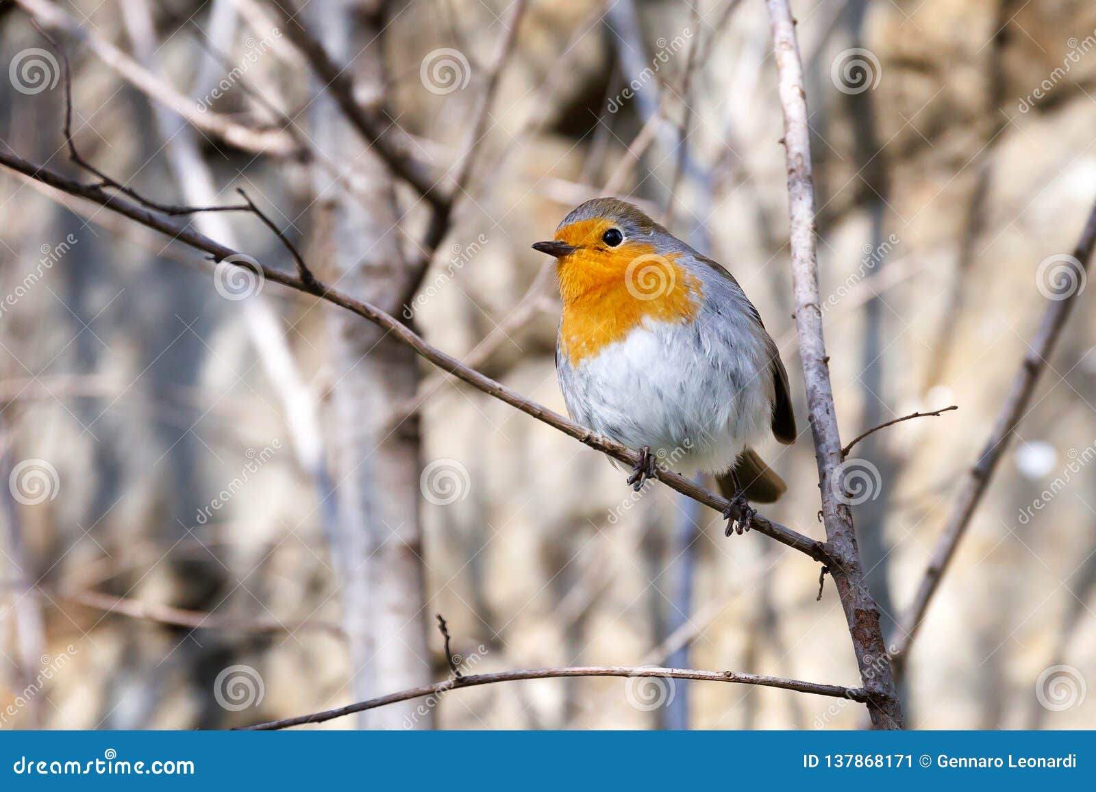Robin, Bird in the Branches Stock Image - Image of bird, erithacus ...