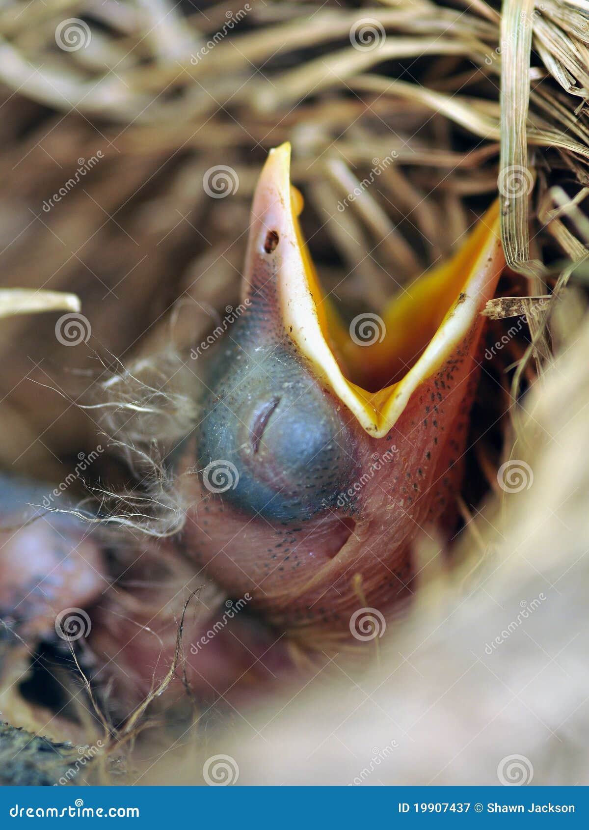 Robin bird chick stock image. Image of open, shut, closed - 19907437
