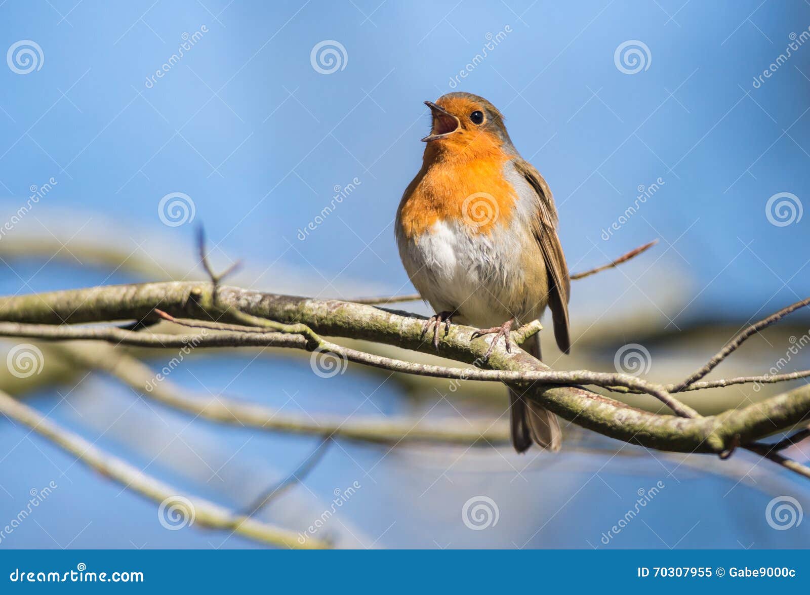 Robin Bird Chirping and Singing Stock Image - Image of spring, robin ...