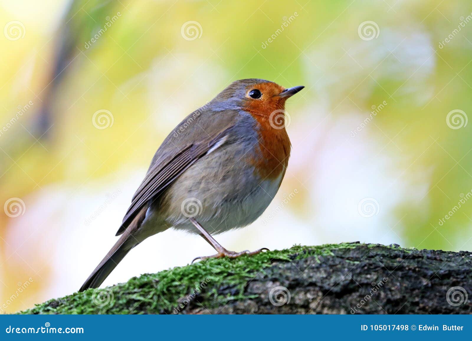 Robin stock photo. Image of natural, europe, ornithology - 105017498