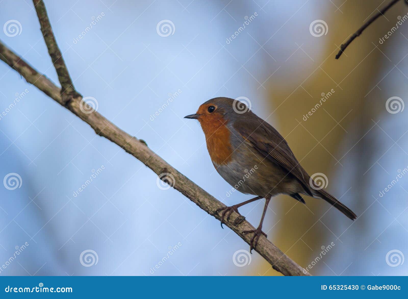 Robin Bird on a Cold Winter Morning Stock Photo - Image of tree, animal ...