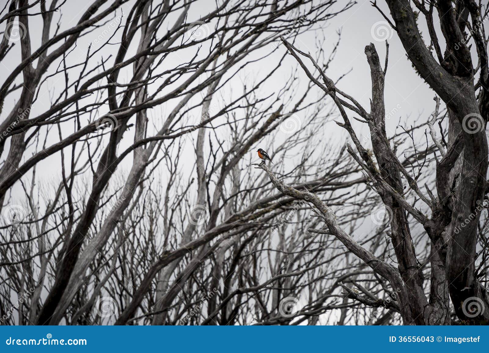 Robin Bird and Dead Trees stock image. Image of australia - 36556043