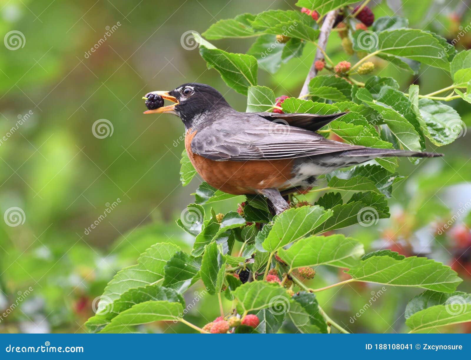 Robin Bird Eating Mulberry Fruit on the Tree Stock Image - Image of ...