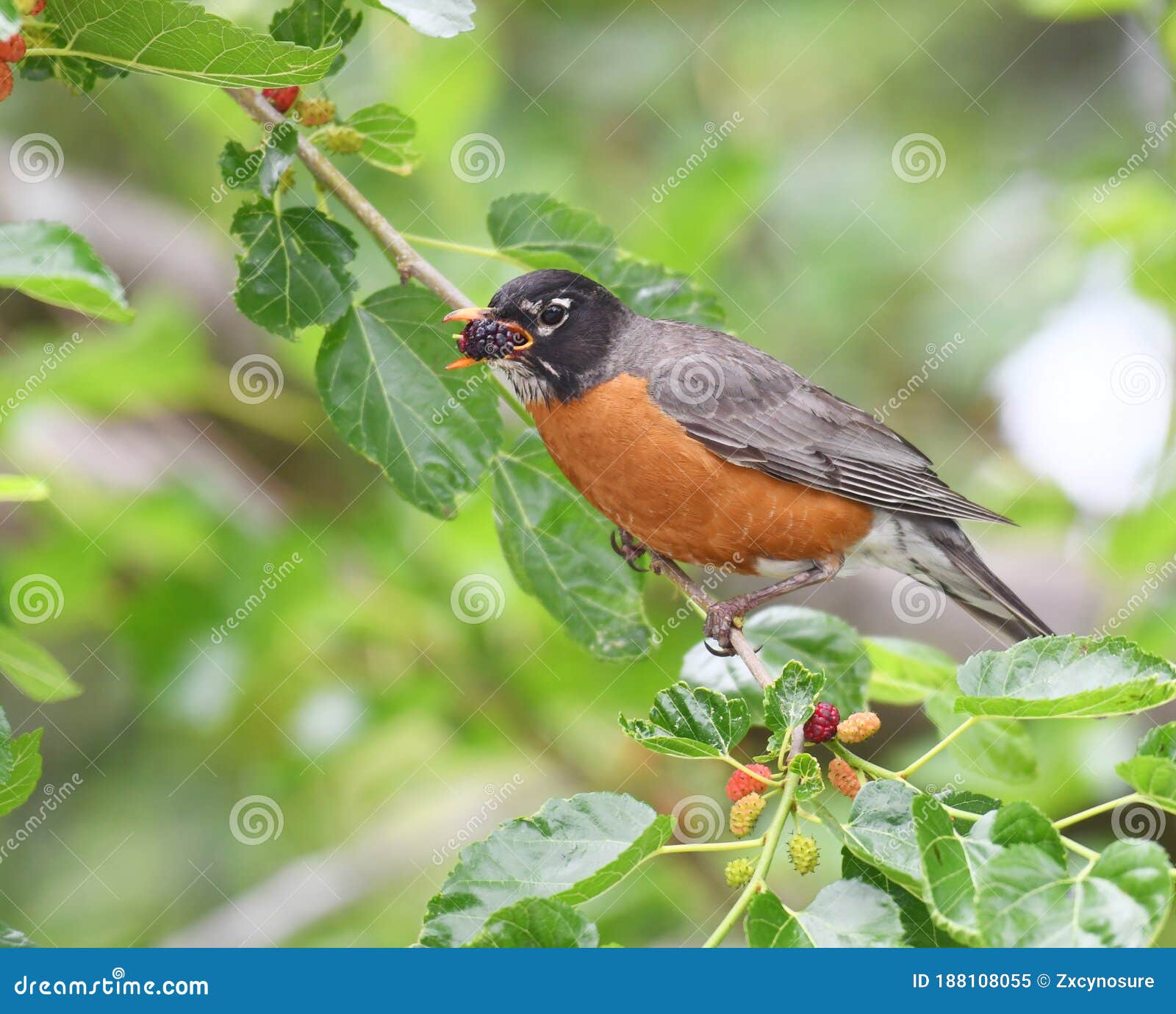 Robin Bird Eating Mulberry Fruit on the Tree Stock Image - Image of ...