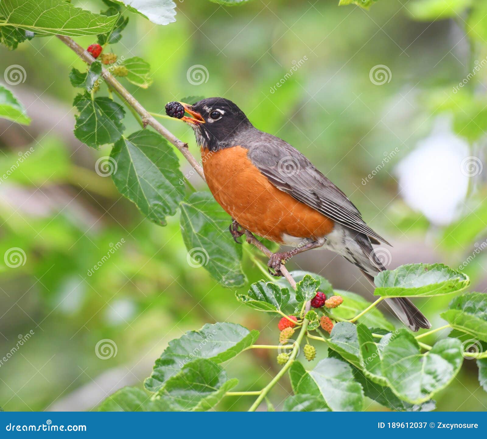 Robin Bird Eating Mulberry Fruit on the Tree Stock Image - Image of ...