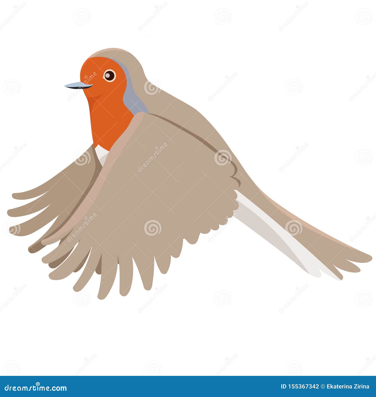 Robin Bird In Flight Isolated On A White Background. Vector Graphics ...