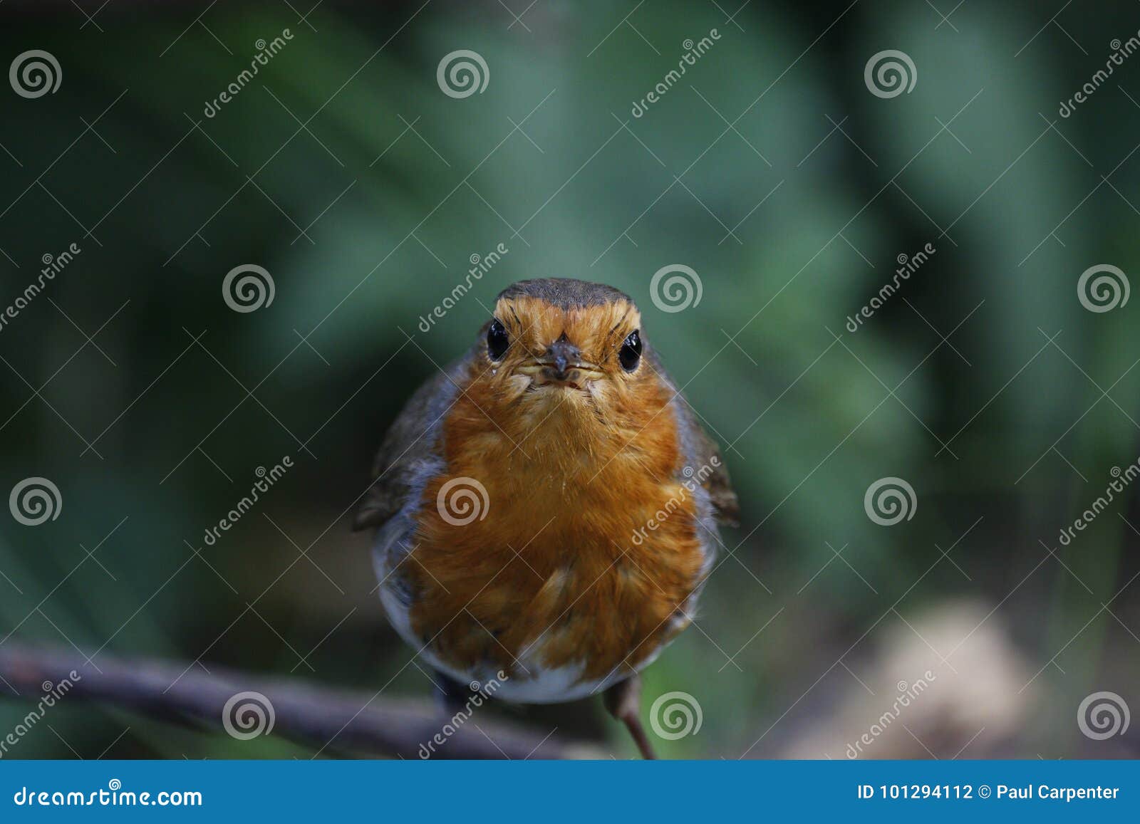 Robin bird portrait stock photo. Image of light, loch - 101294112