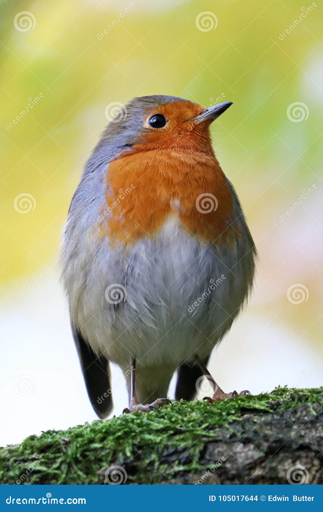 Robin stock photo. Image of color, countryside, tree - 105017644