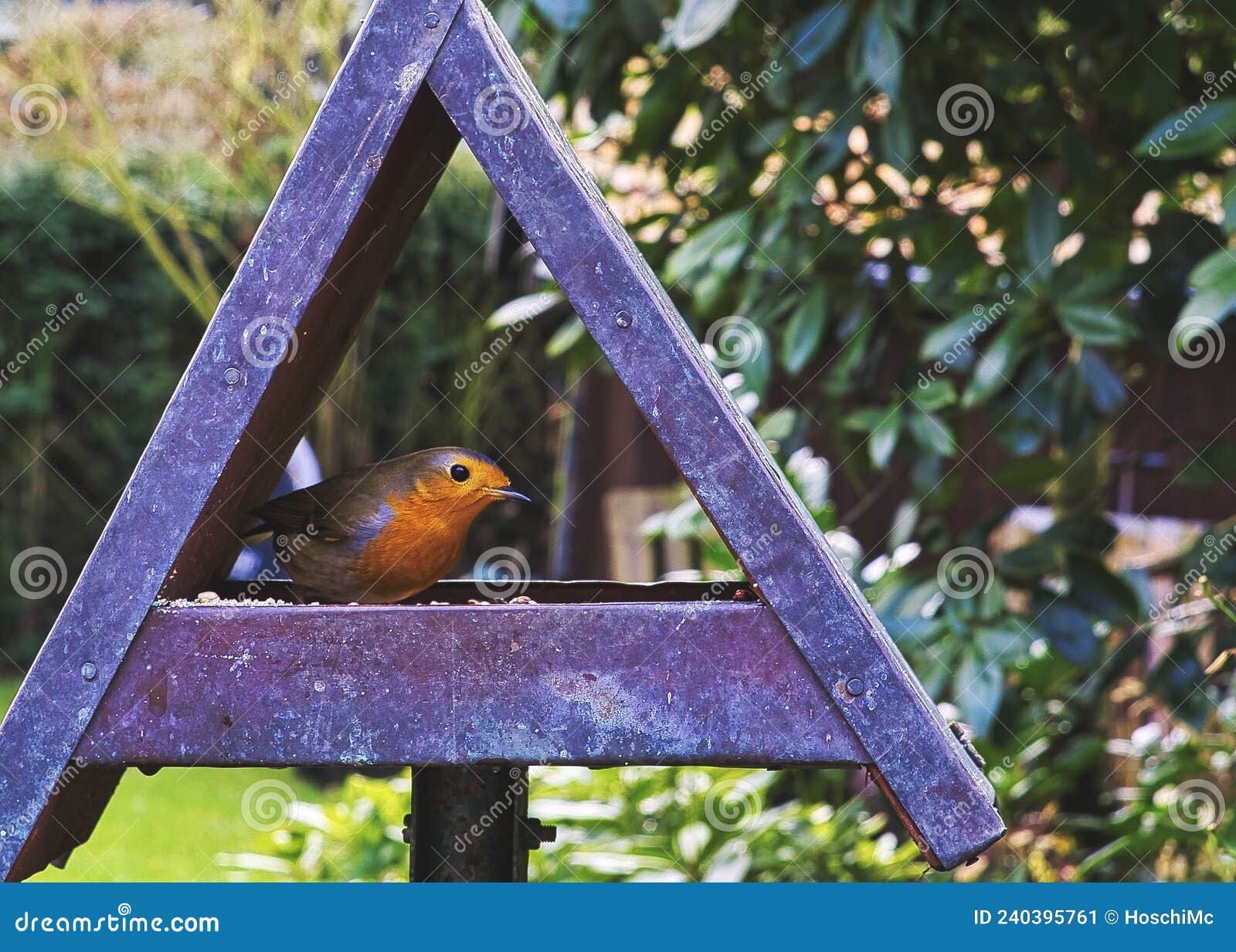 Robin in the bird house stock image. Image of wing, style - 240395761