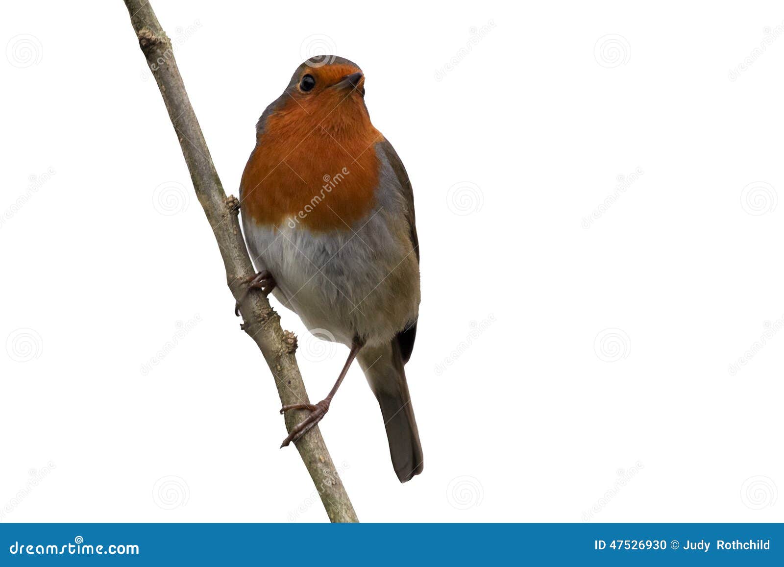 Robin, Bird Isolated on White Background, Perched on a Branch Stock ...