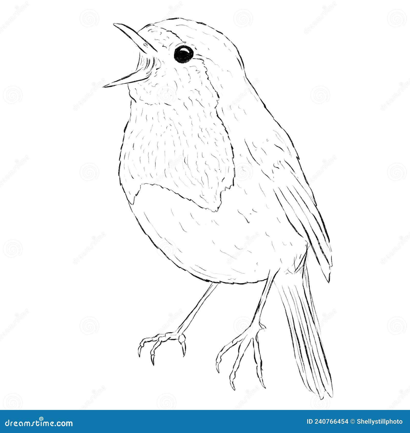 Robin Bird Line Art Logo that is Pencil Drawn on White Background Stock ...