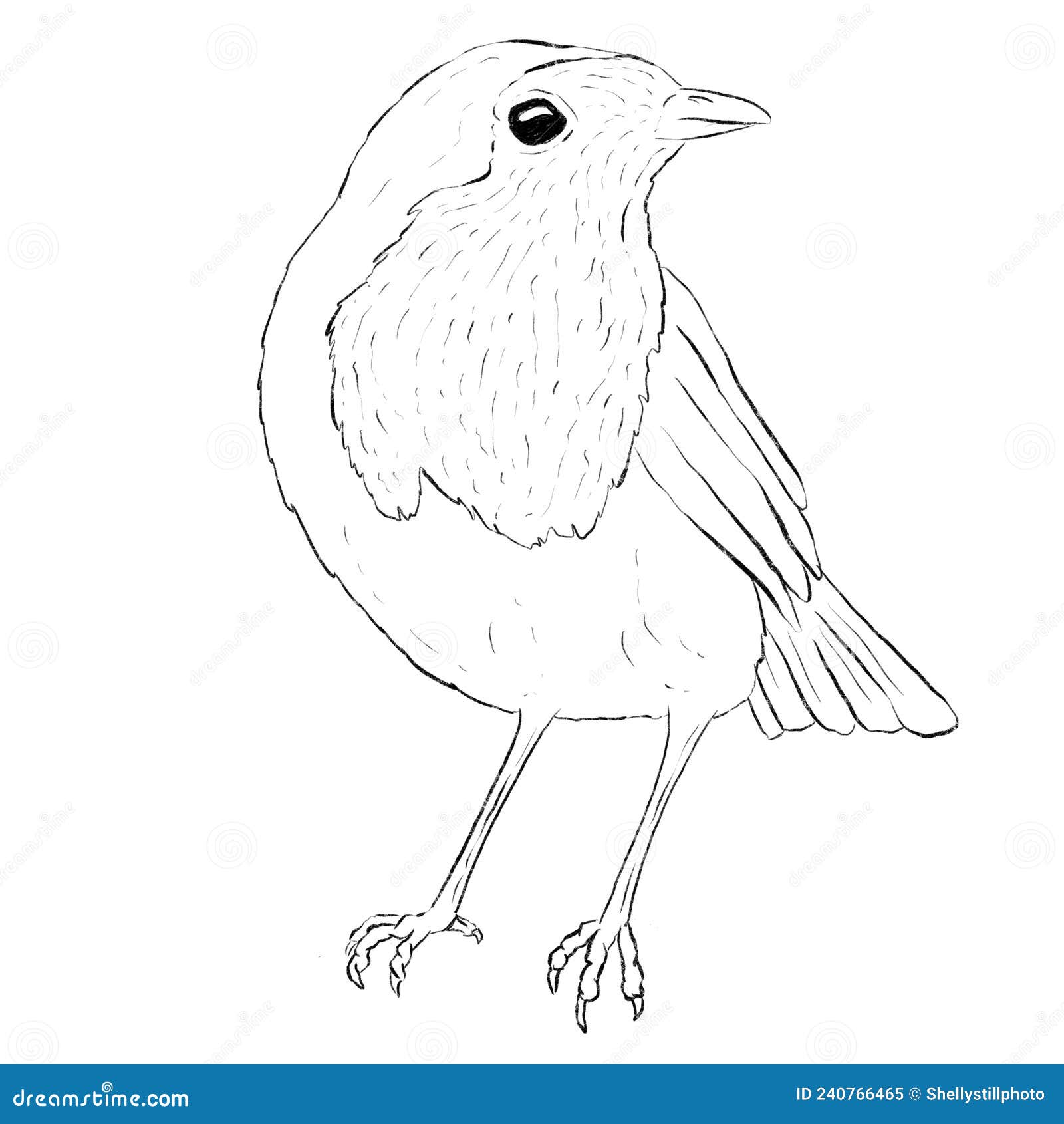 Robin Bird Line Art Logo that is Pencil Drawn on White Background Stock ...
