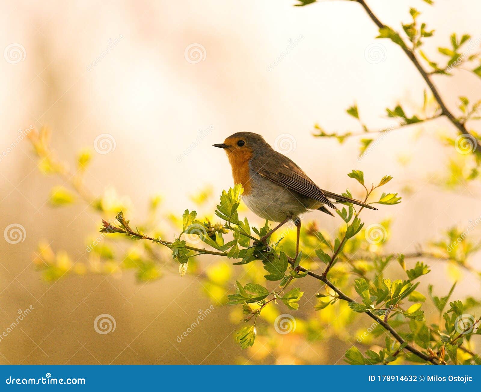 Robin bird and the nature stock photo. Image of leaf - 178914632