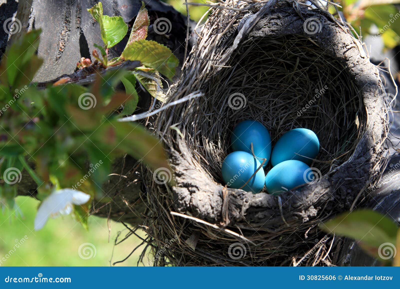 Robin Bird Nest