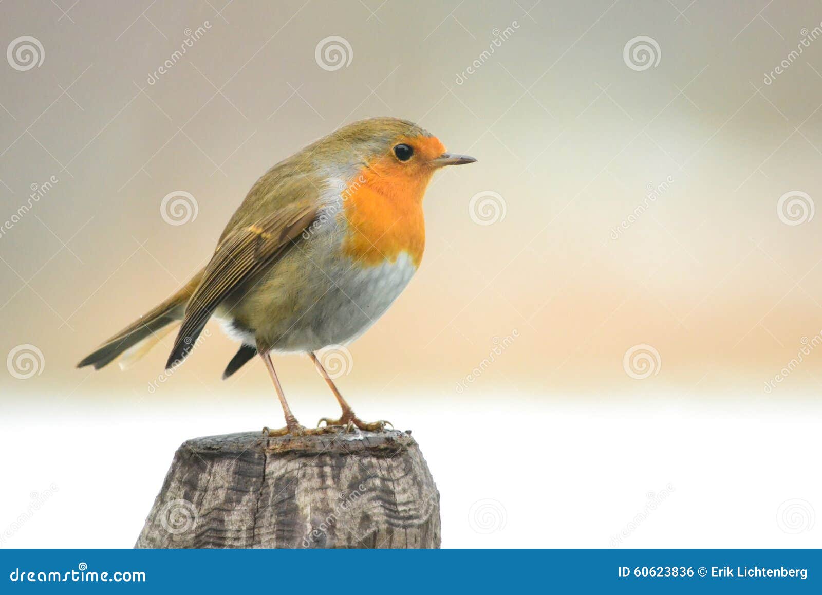 Bird Robin With An Orange Breast Sitting On A Tree Inforest Stock Image ...