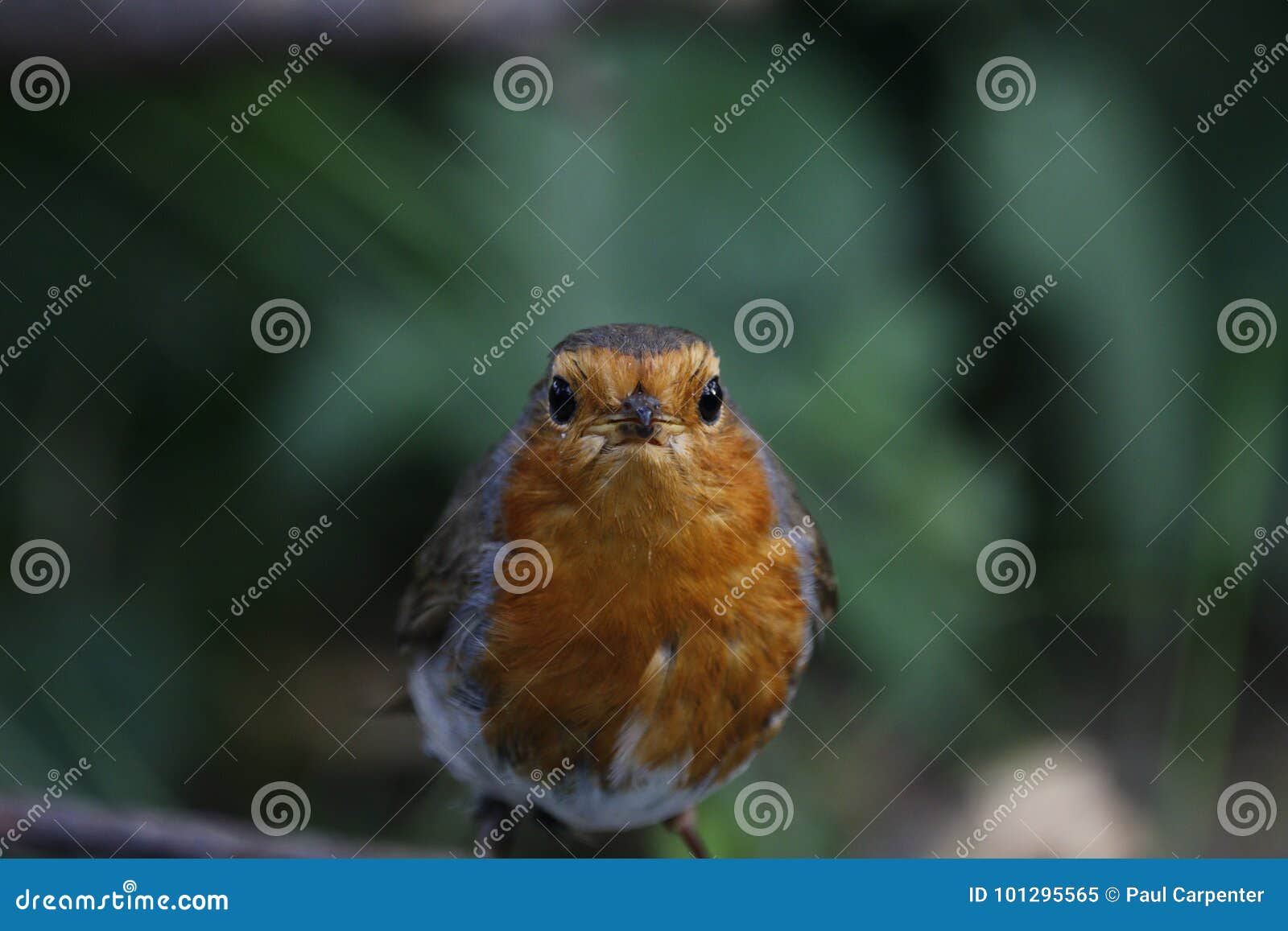 Robin bird portrait stock image. Image of branch, background - 101295565