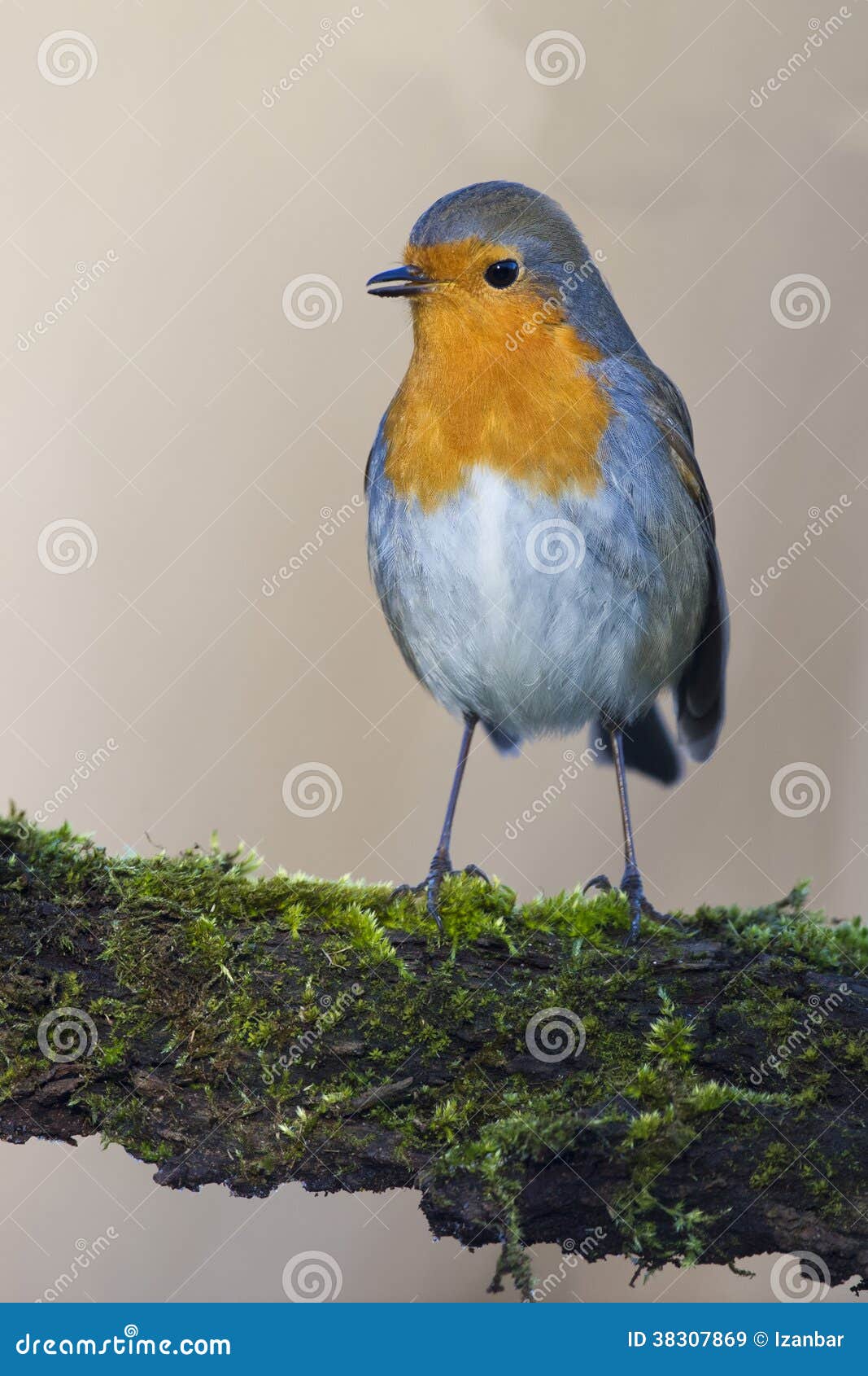 Robin bird red breast stock image. Image of isolated - 38307869
