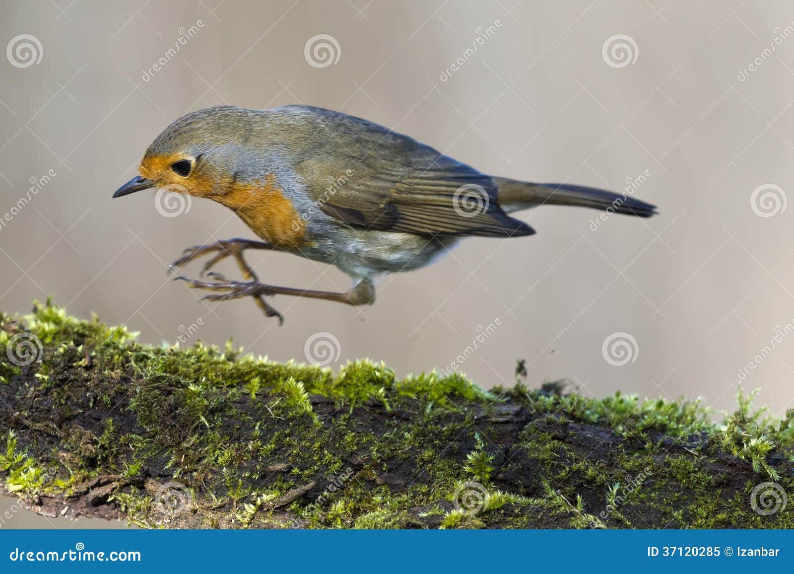 Robin bird red breast stock image. Image of orange, color - 37120285