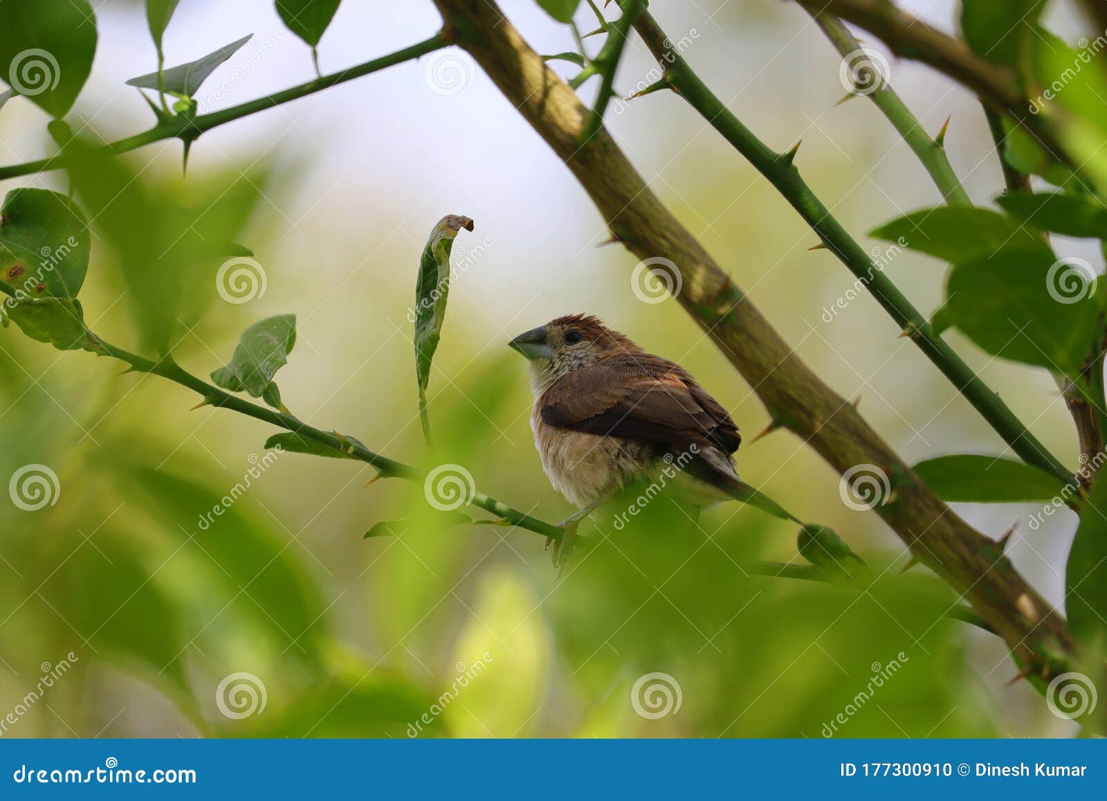 Robin Bird Resting on Green Environment Stock Photo - Image of nature ...