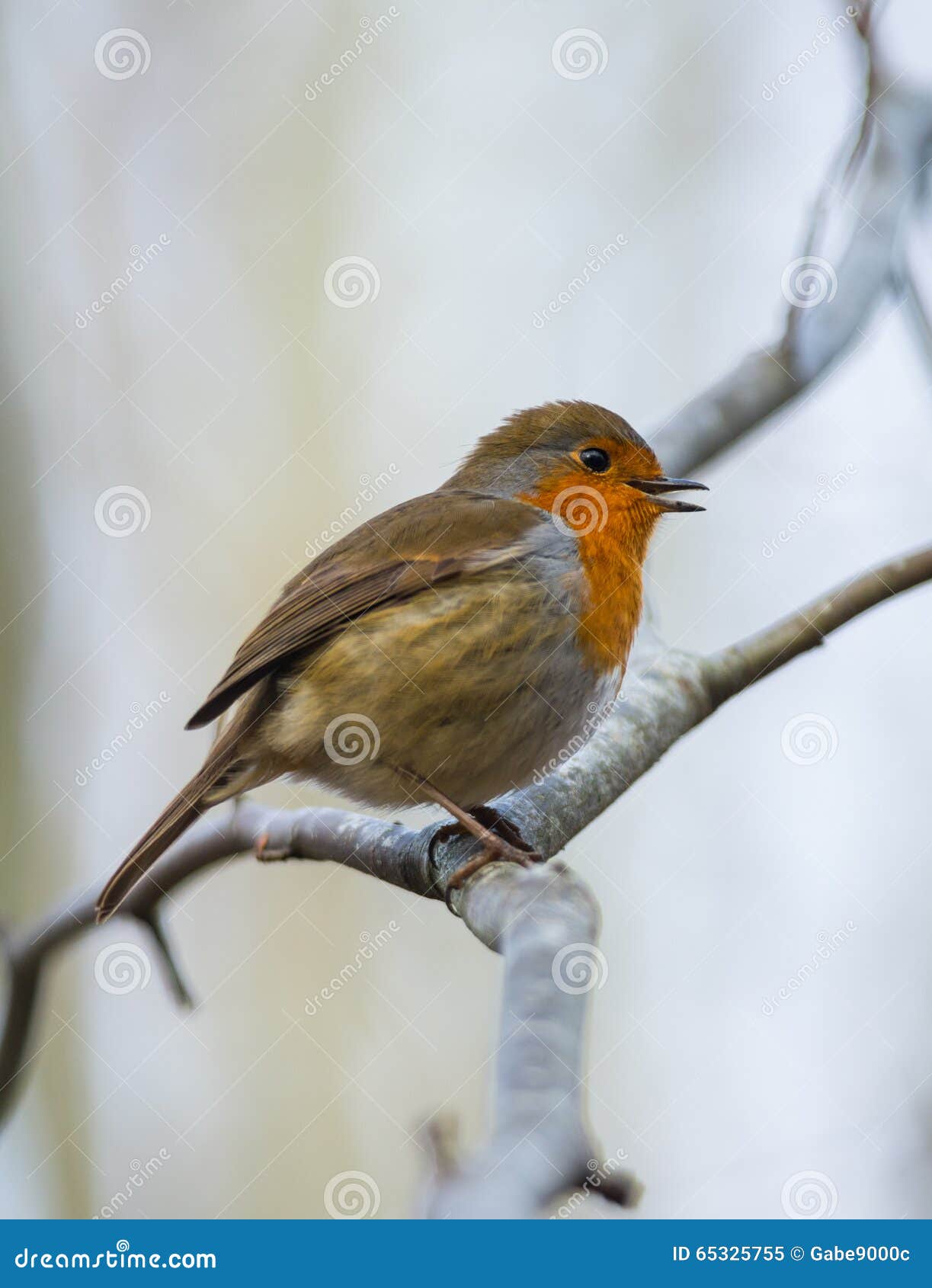 Robin Bird Resting on a Tree Branch Stock Image - Image of tree, winter ...