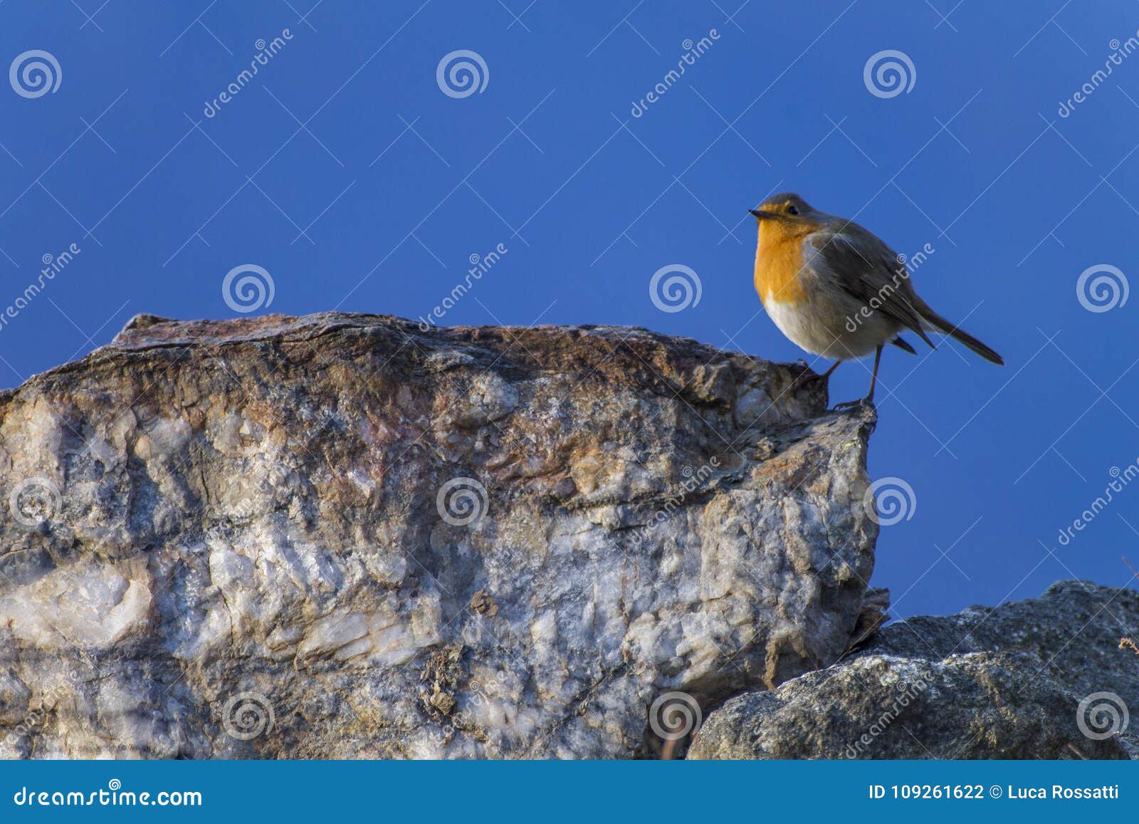 Robin bird on a rock stock photo. Image of nature, animal - 109261622