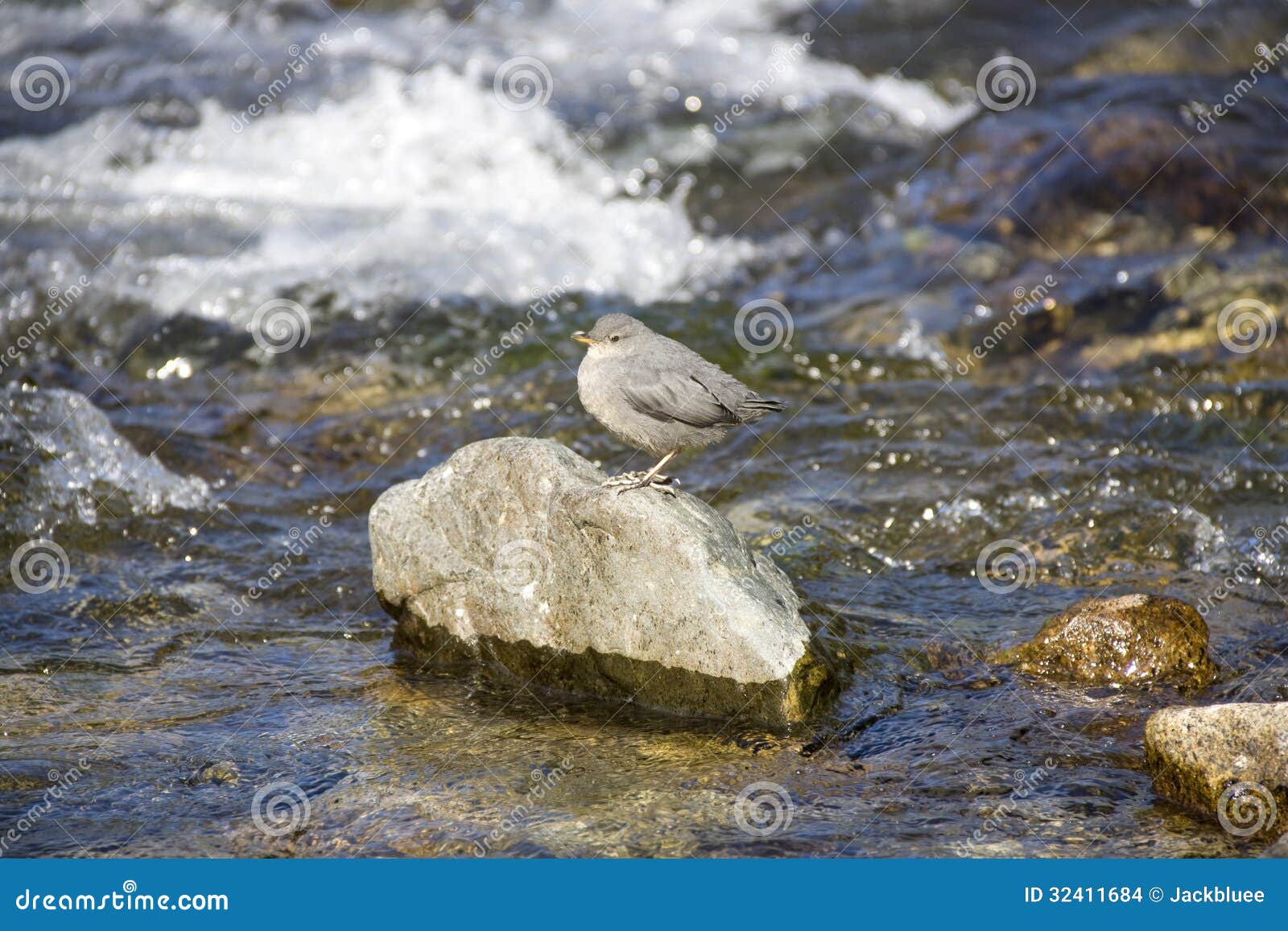 Robin bird on rock river stock photo. Image of sparkle - 32411684