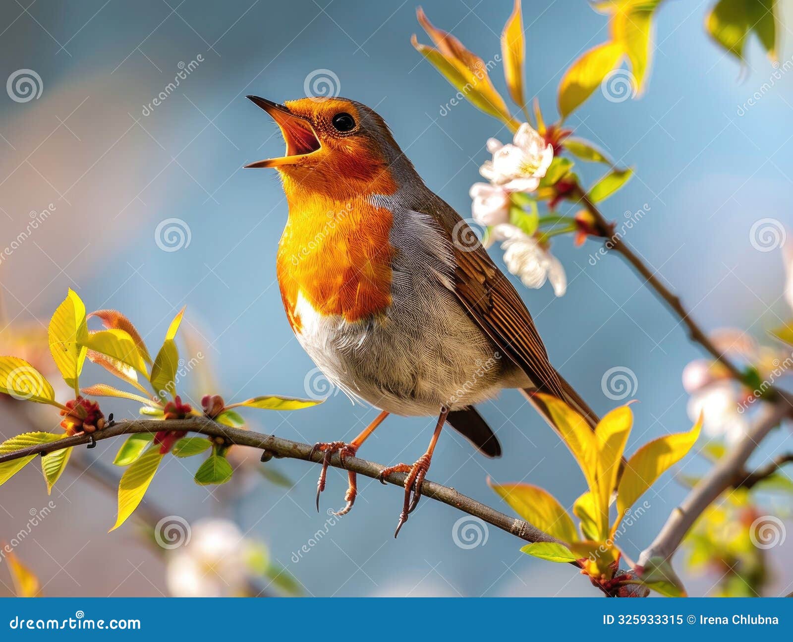 Robin Bird Singing on a Blossoming Branch in Spring Light Stock ...
